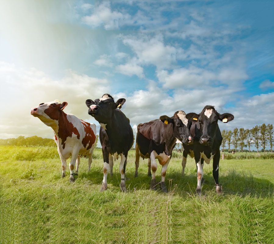 Group Dry Off and Treatment - Easy Dairy Automation Systems